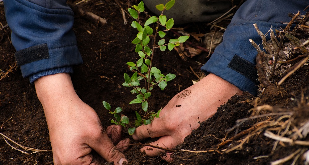 ¿Cómo plantar un árbol? Tutorial con el paso a paso - Reforestemos ¿Cómo plantar un árbol? Tutorial con el paso a paso - Reforestemos